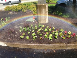 Planting Rainbows…