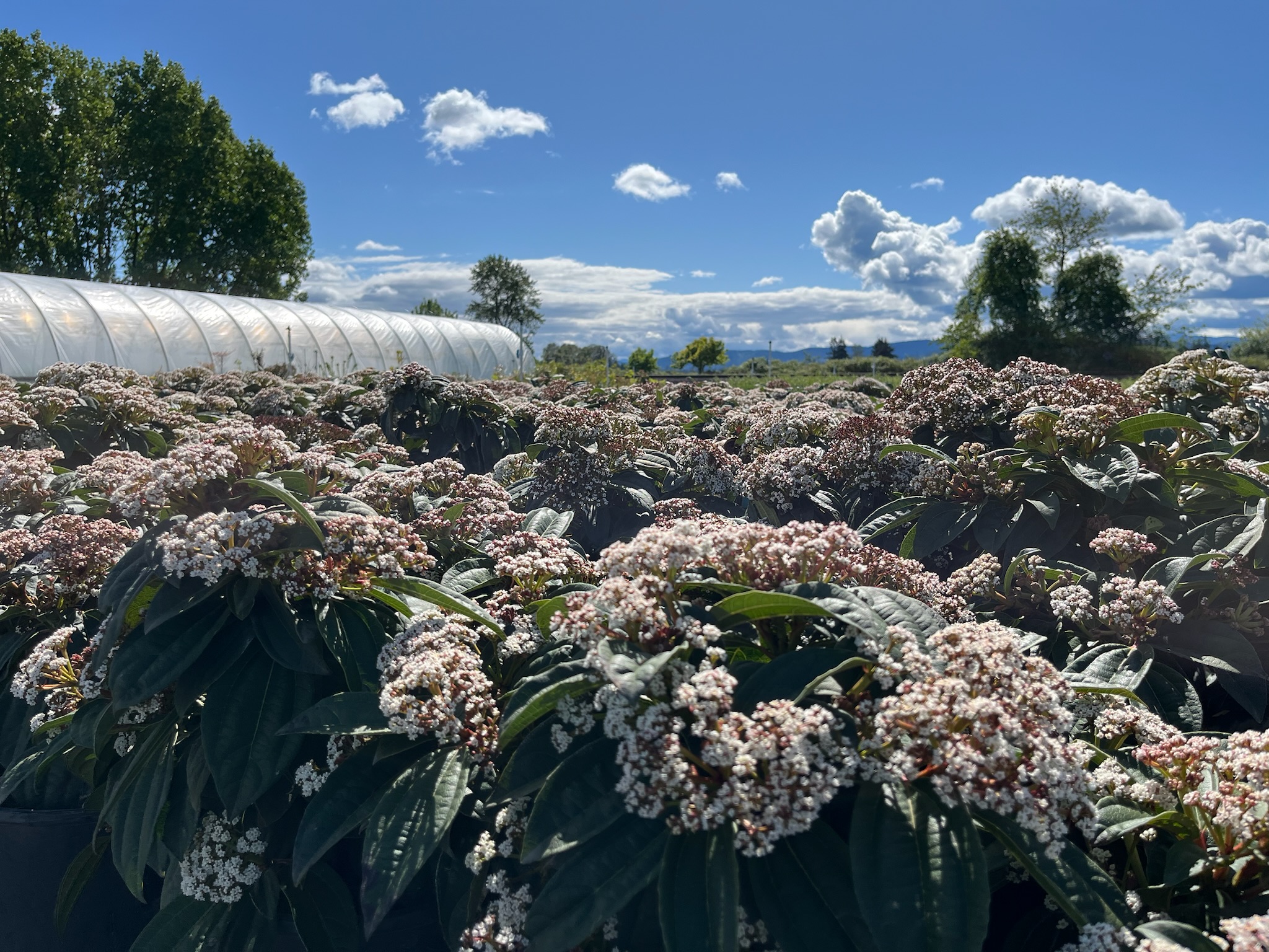 Bioswale Plants Have One Job. We Grow Them to Do It Well.